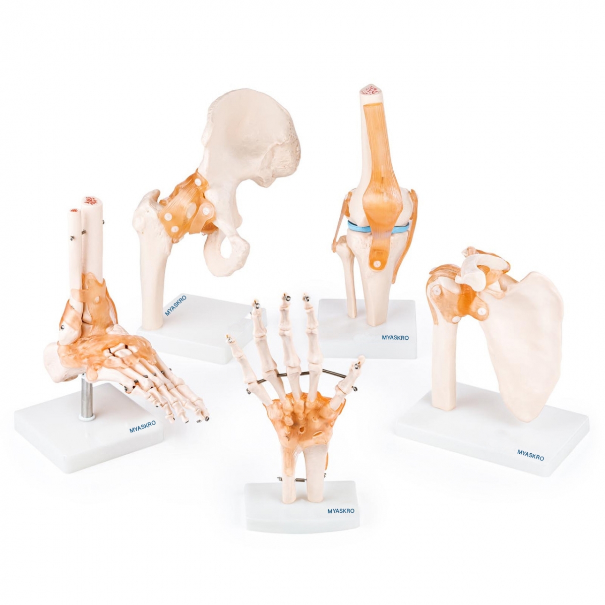 Anatomical Joint Model Set of 5 – Knee, Shoulder, Hip, Foot & Hand | Medical Teaching Aids